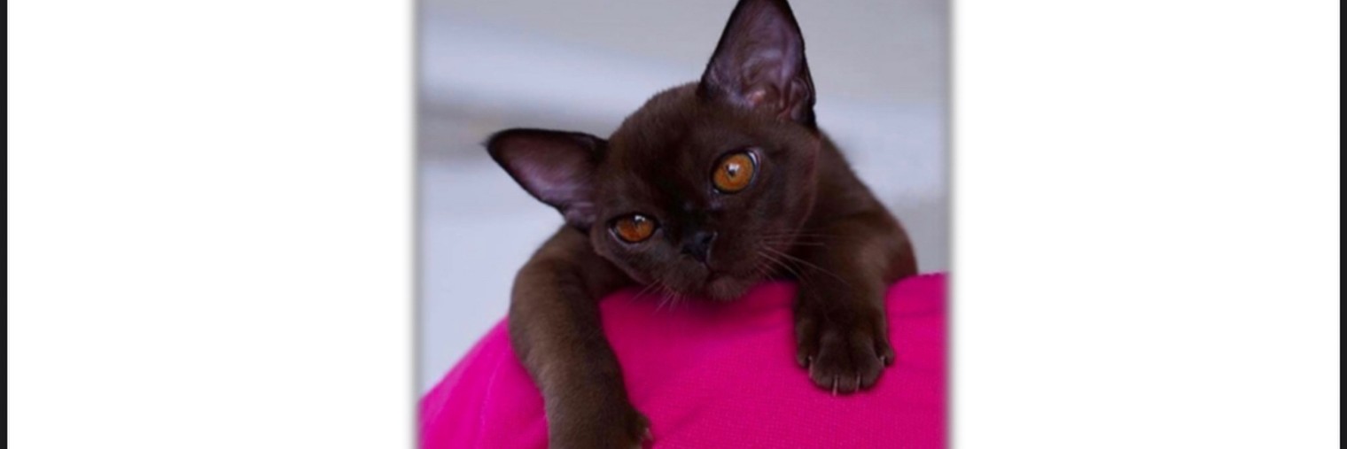 Питомник Бурманских кошек Freya Way*RU