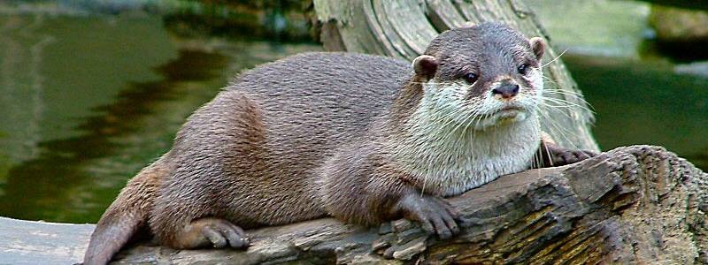 Выдра Котаро
