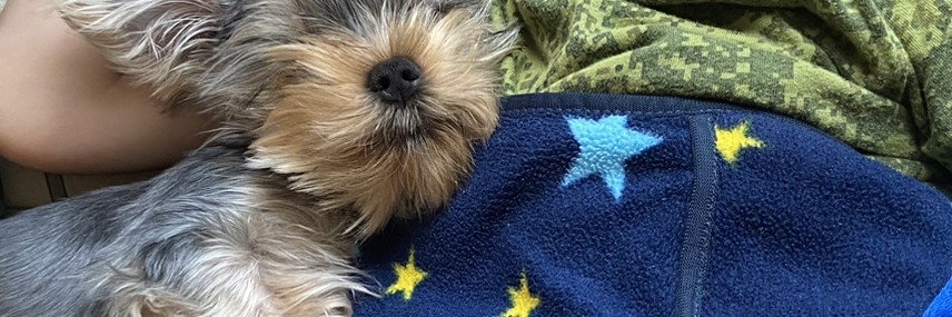 Тим и Артем с Мерсиком