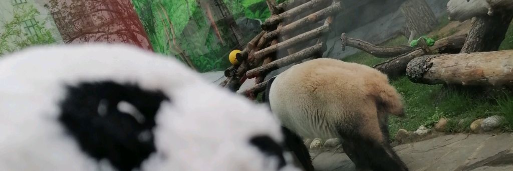 2 СМЕШАРИКА