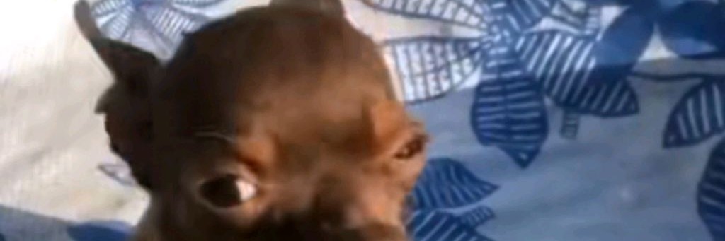 Басик Мяу Мяу и мопс поркурист