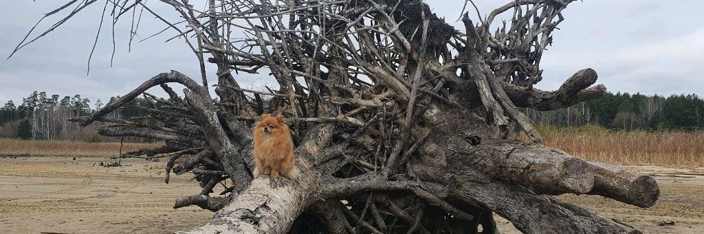 Сенбернары Малибу, Баунти и шпицуля Джуля