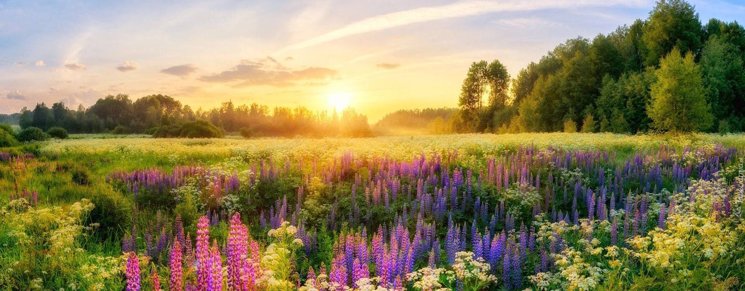 Жизнь - это авторское кино