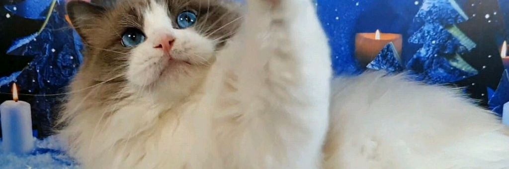 Ragdoll Family Кошки Матрёшки & CAT Barbie club
