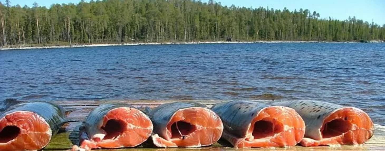 Рыболовный клуб "Царский Улов"