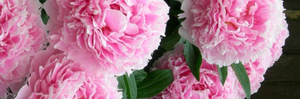 Мария Бояринцева ✔️