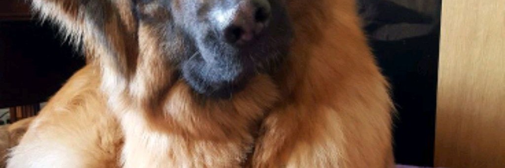 Крысёныш и прочее