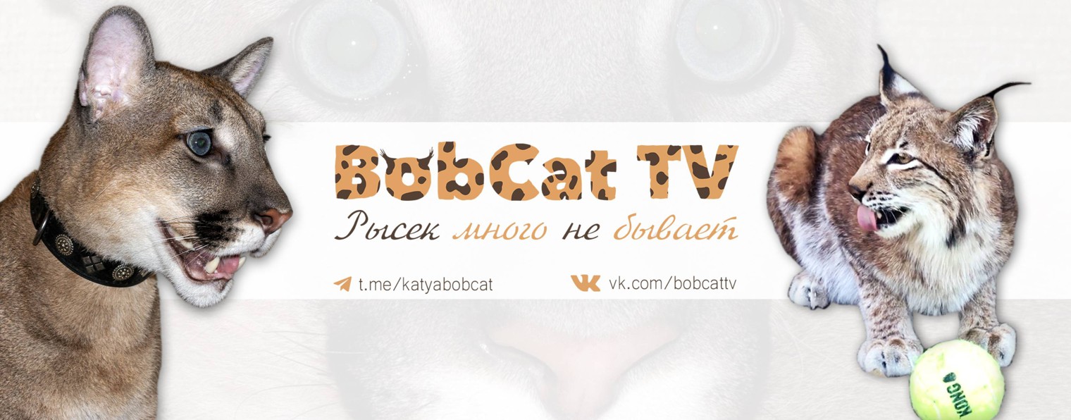 BobCat TV