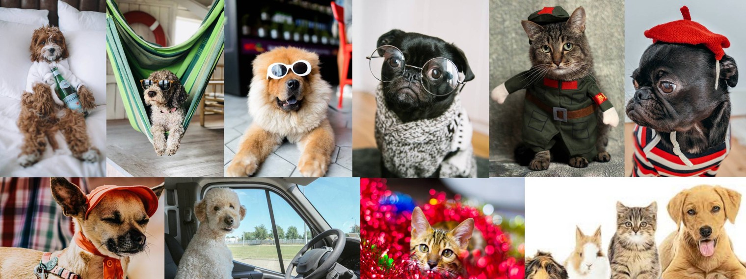 Канал Aww funny Animals смотри онлайн на RUTUBE!