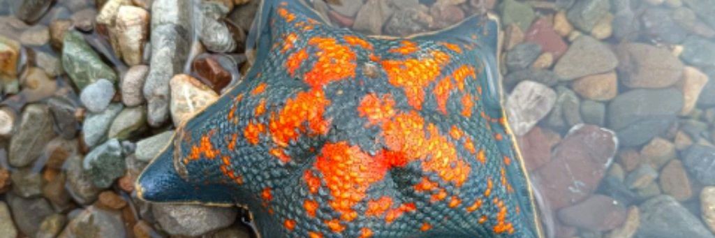 Кирилл Корень