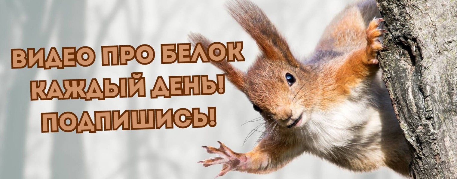 Время белок