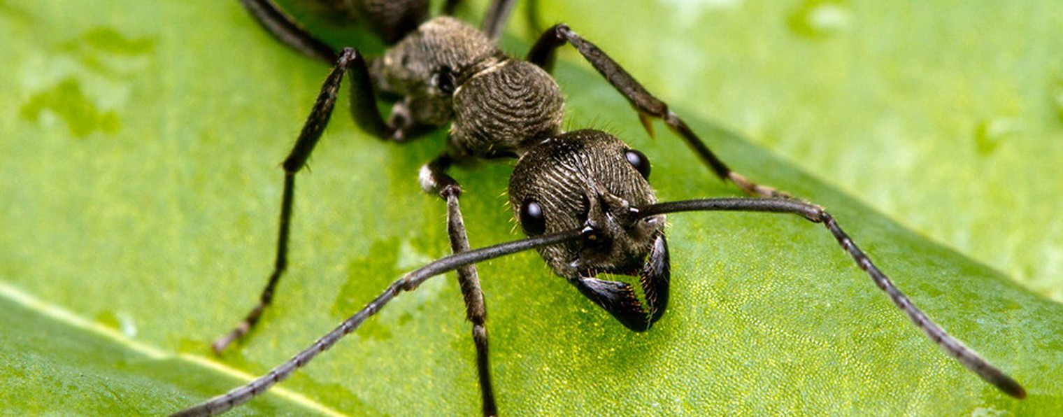 VadimAnt - Канал о муравьях