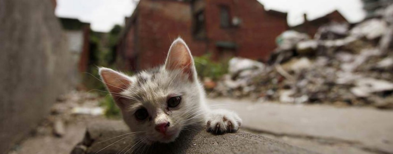 О кошках и котах