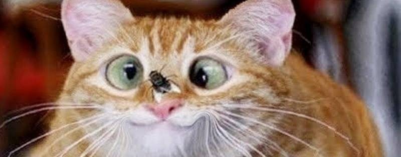 Юмор - Приколы