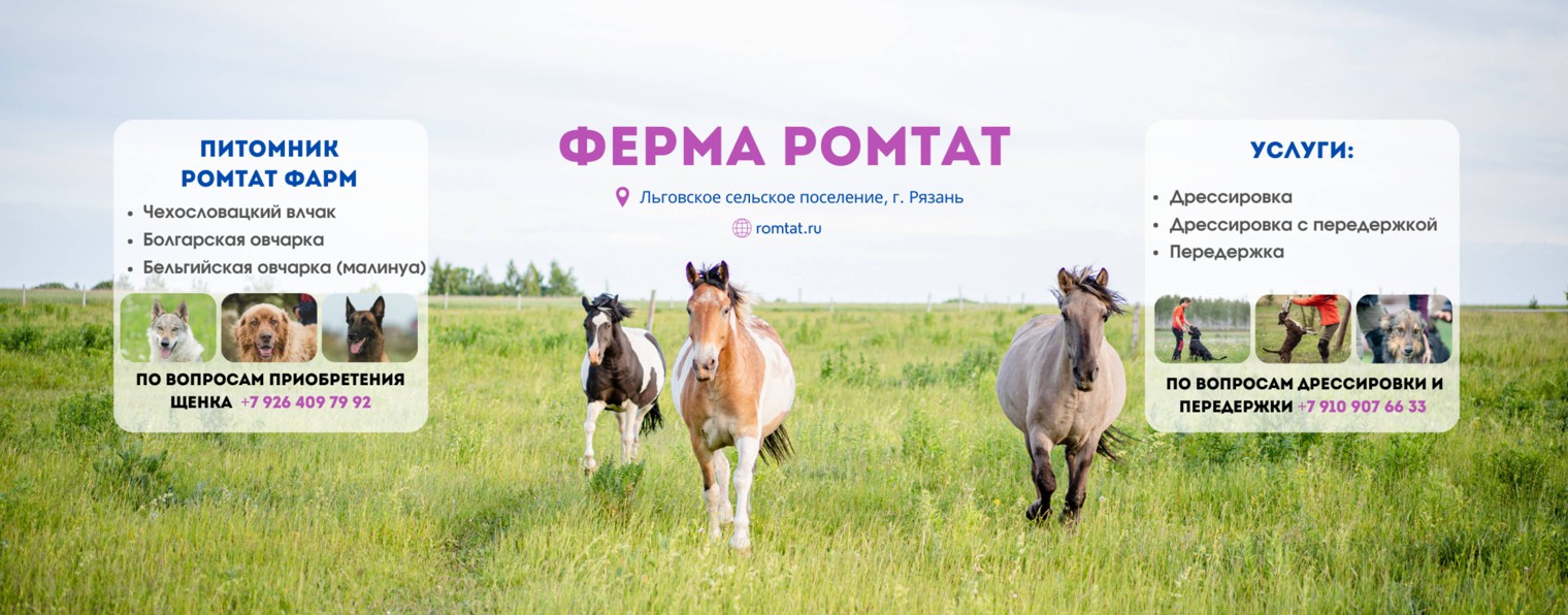 Чехословацкий влчак | питомник Ромтат Фарм