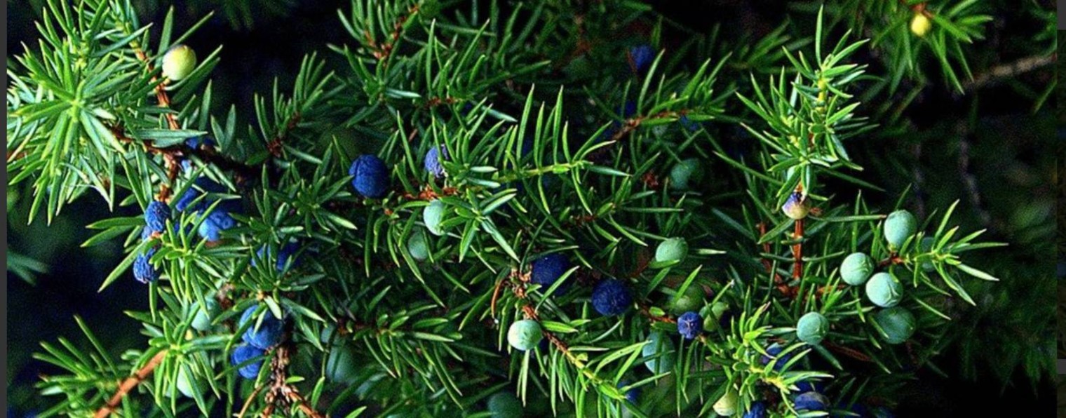 Дневник провинциалки