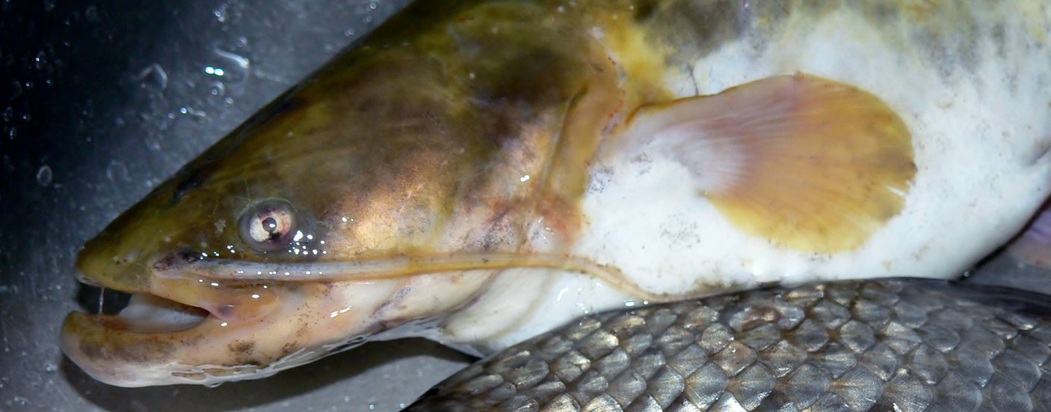 Рыбалка и Лес