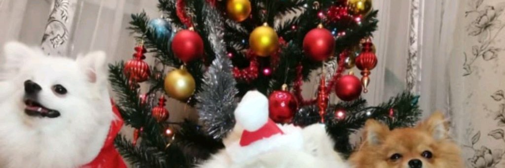 BEST LIFE 74  Любимые шпицы, дарим любовь, ласку.