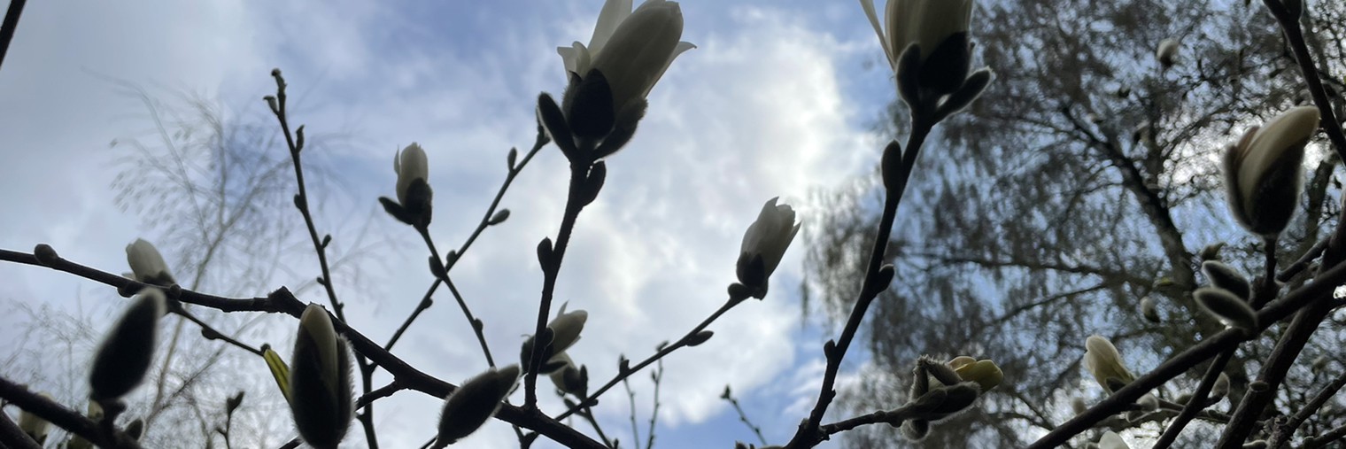 Елена Лучникова