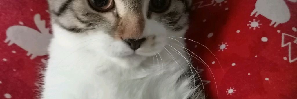 Настюшка-опасность и семья