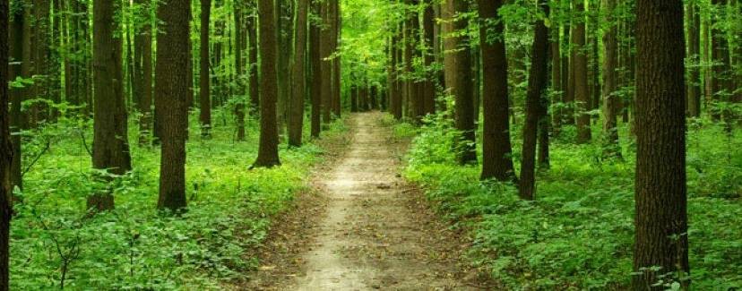 Андреа Акеш и Таечка. Дневник интересов