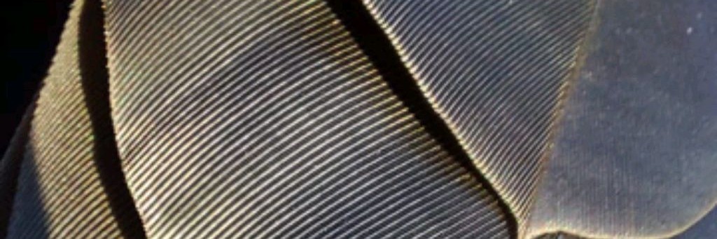 Майя и вОрон Гарри