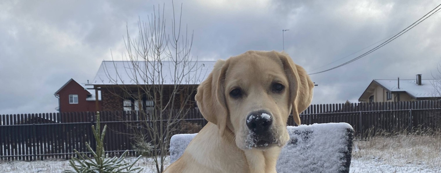 собаки и самокат