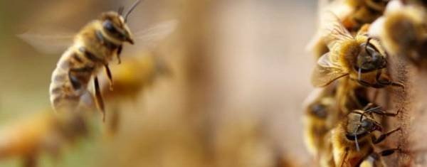 Мохнатые пчёлы на пасеке