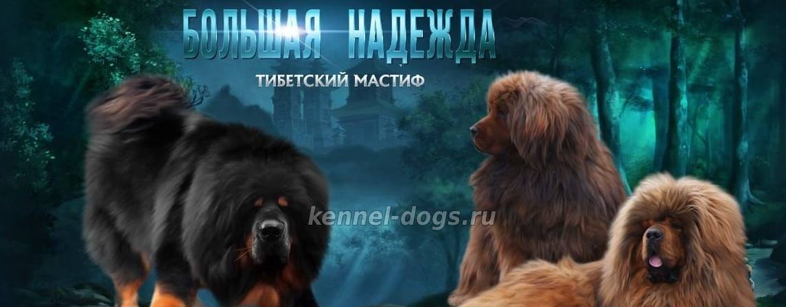 Питомник тибетских мастифов