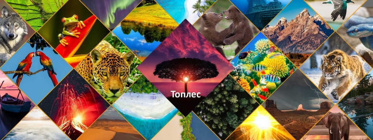 ТОПЛЕС