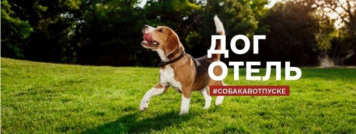 Дог-отель #собакавотпуске