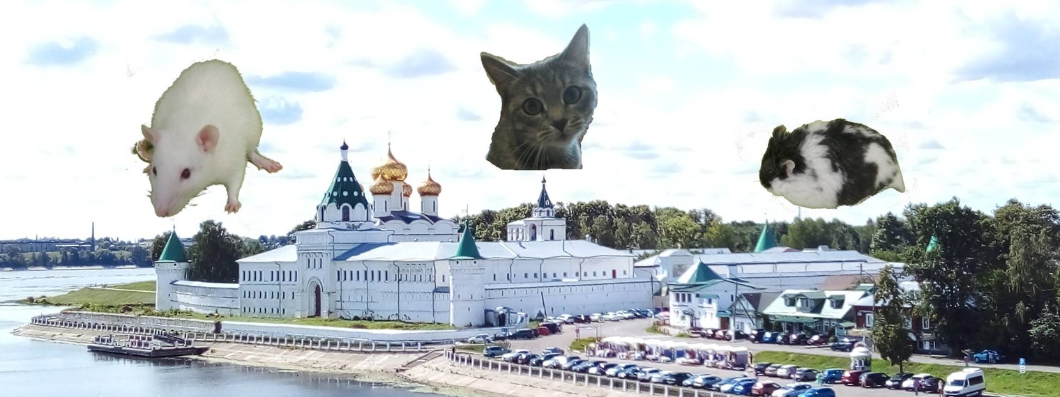 Лапка Vi