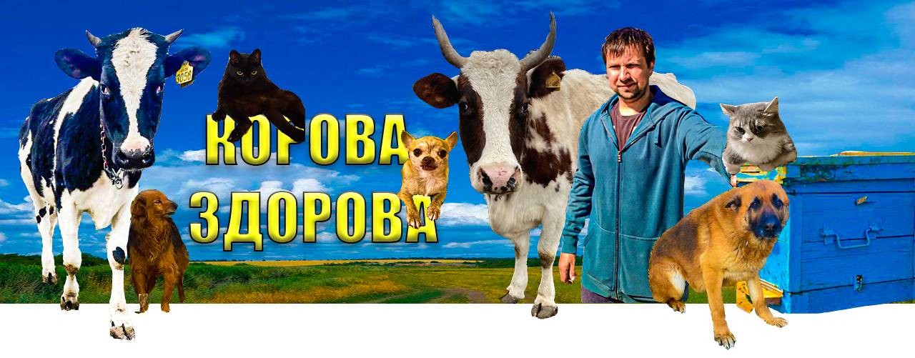 Корова Здорова