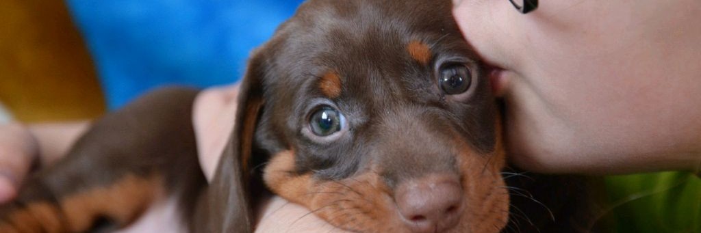 Глассленд Хантер