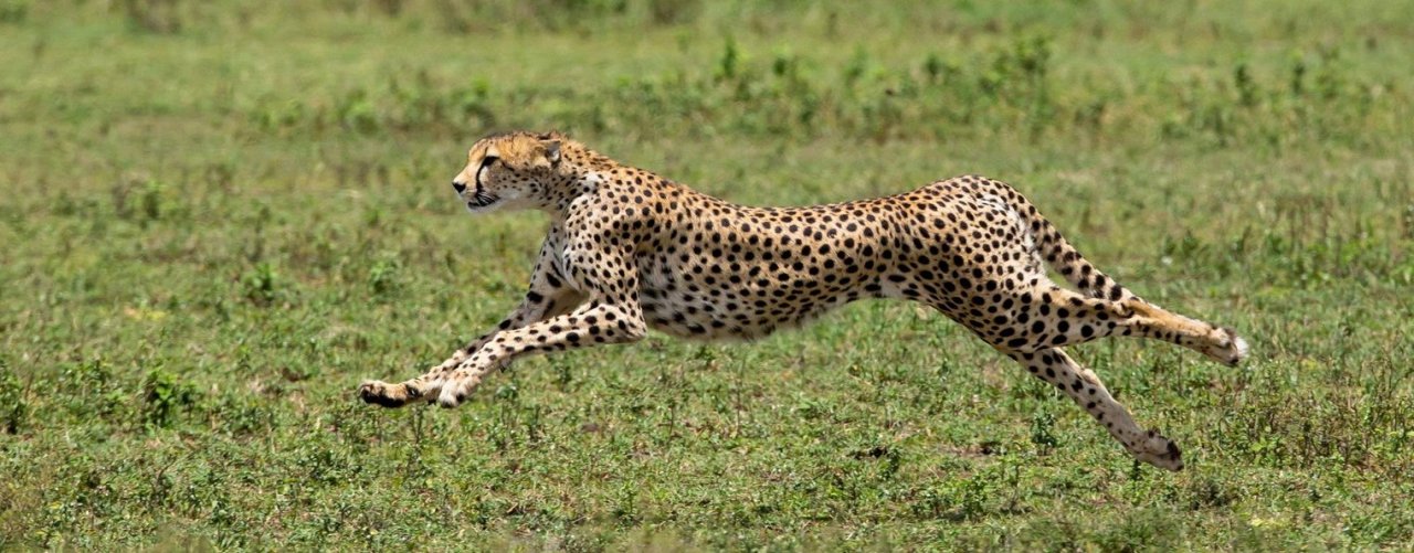 Гепард Фроша!