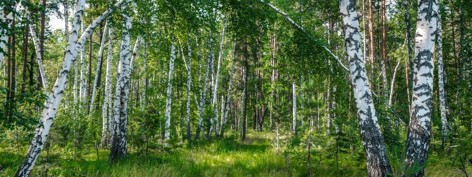 Алёна