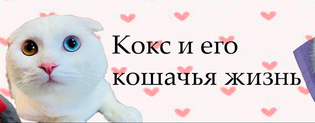 Кот Кокс