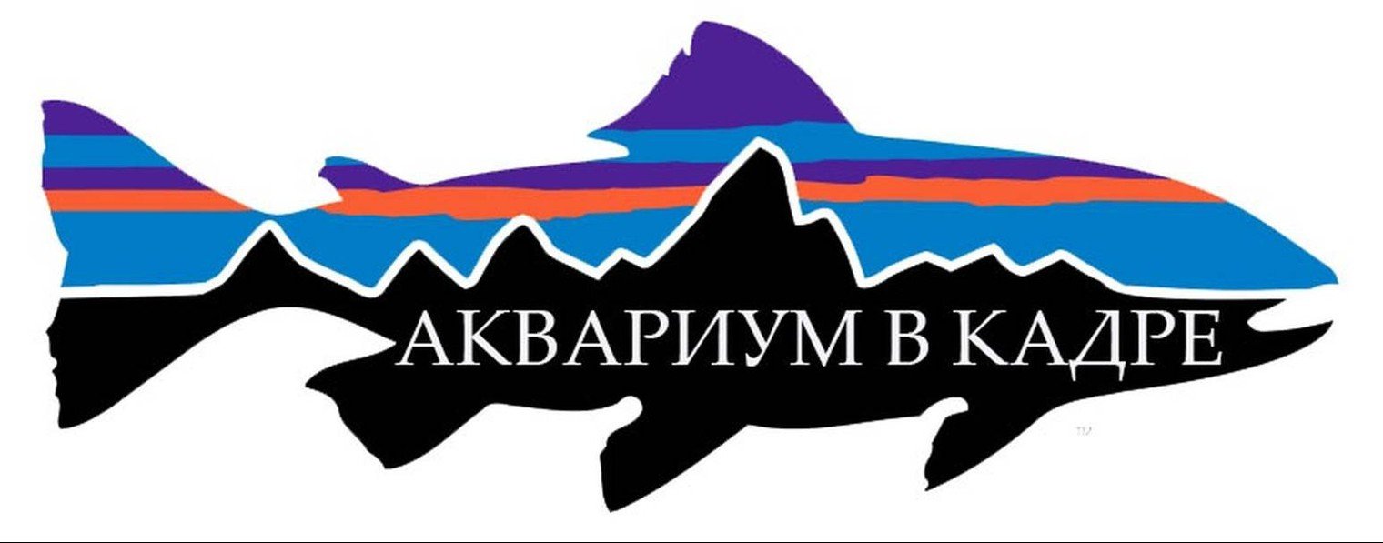 Аквариум в кадре