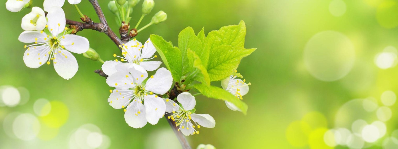 Доктор Гинзбург