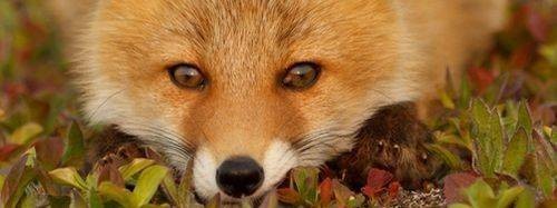 Светлана Лисичка