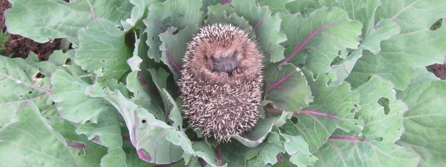 Сергей Громов