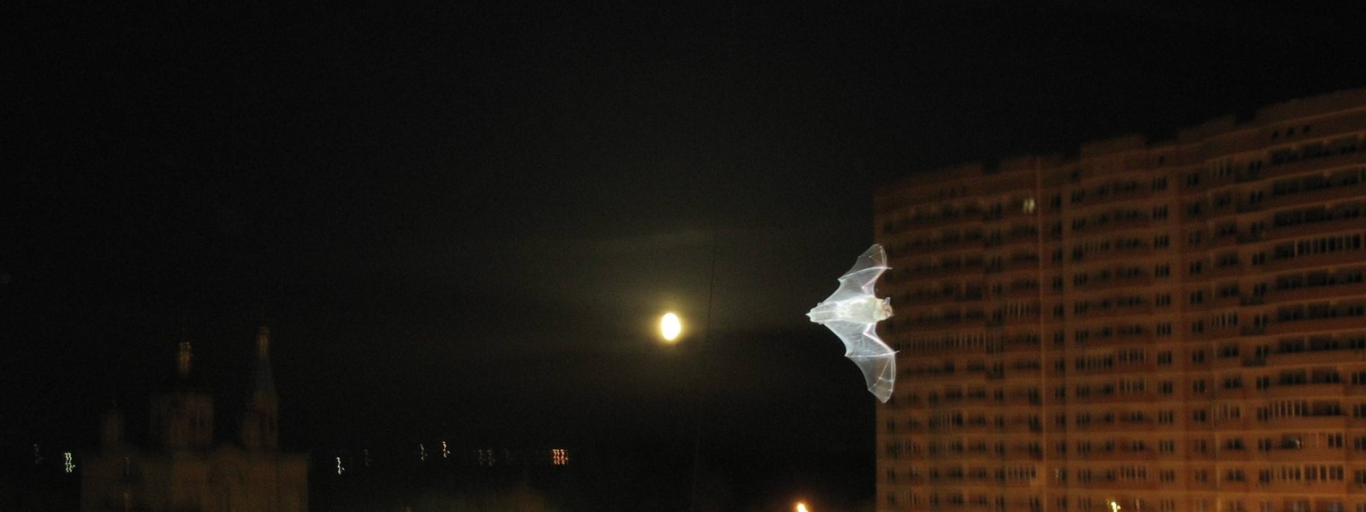 ГАЛИНА ДУДКИНА