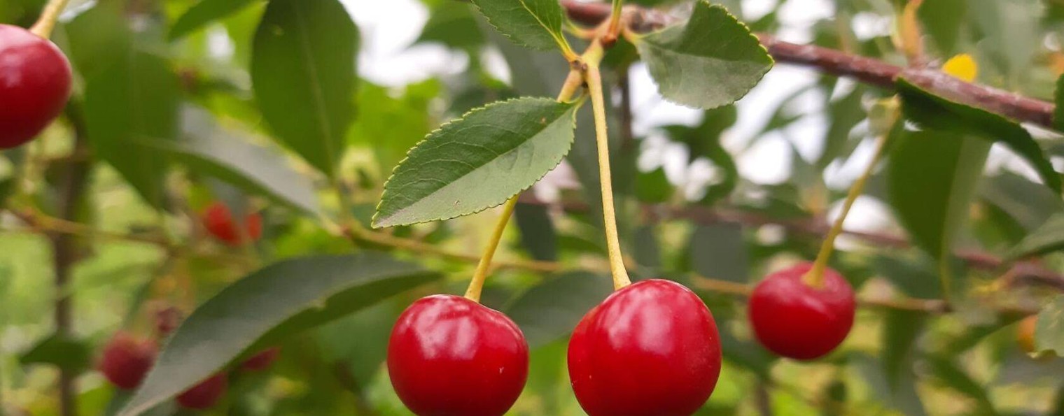 Светлана Вишня.Вкусные рецепты