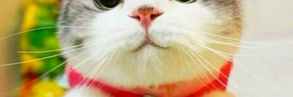 Мяу мяу мяу