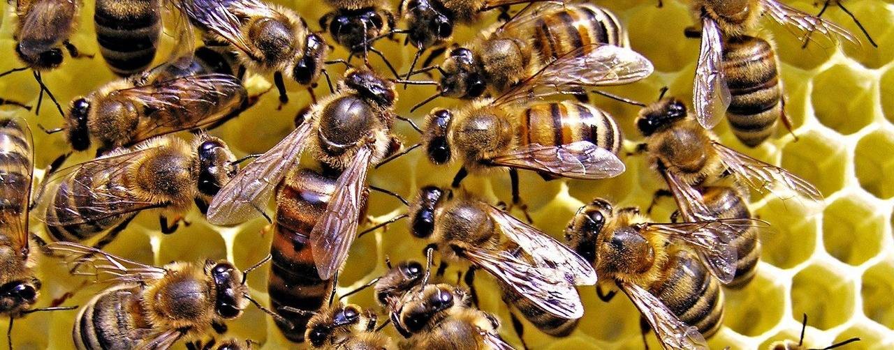 Нижегородское пчеловодство