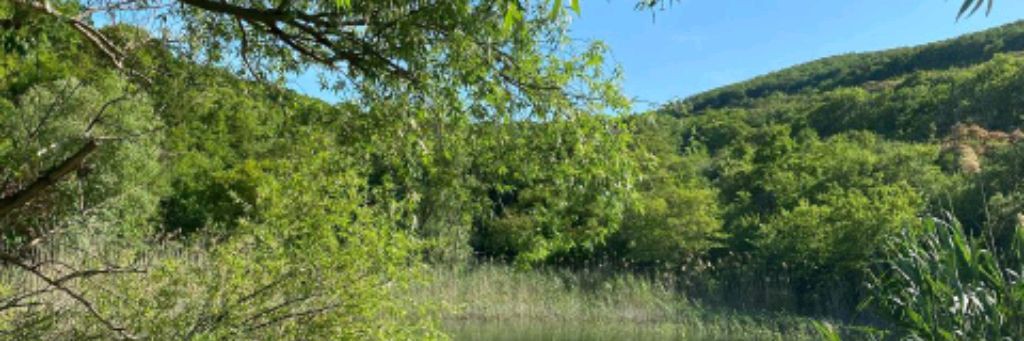 Барбоскина