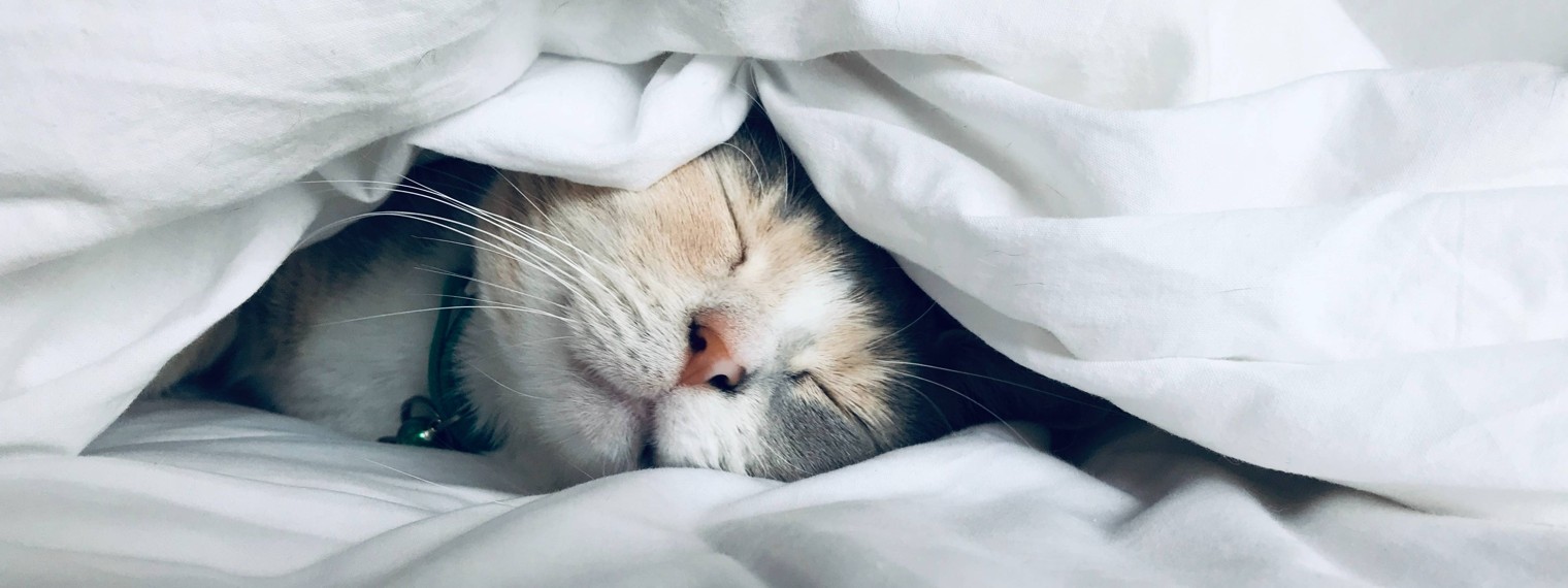 Кошки, коты и котята
