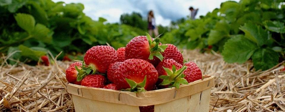 Земляничная поляна