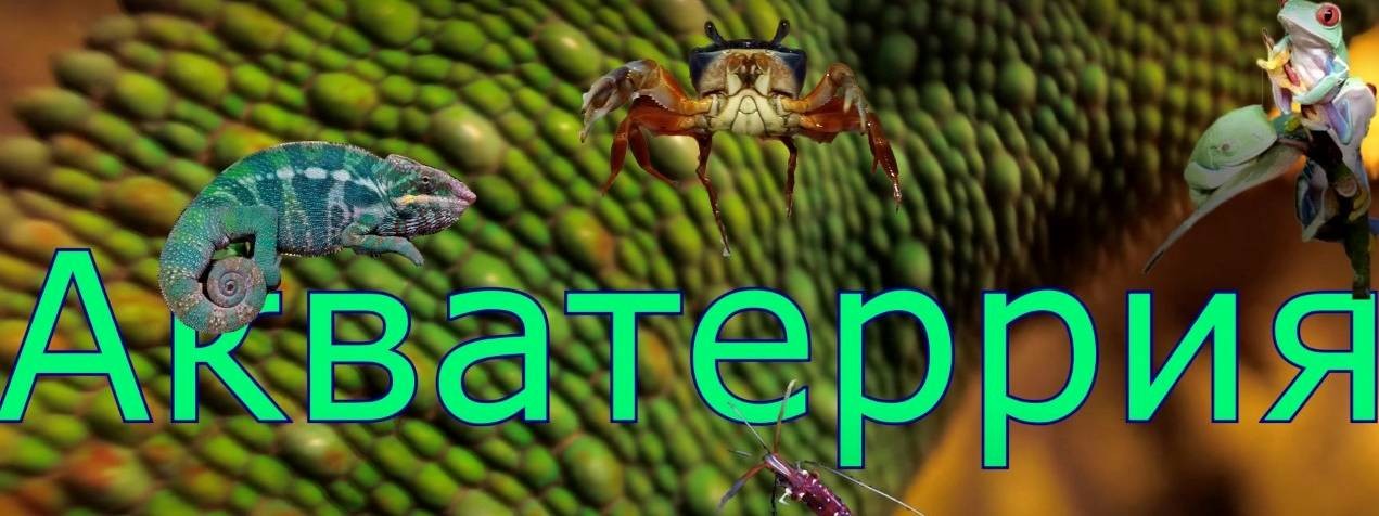 Акватеррия