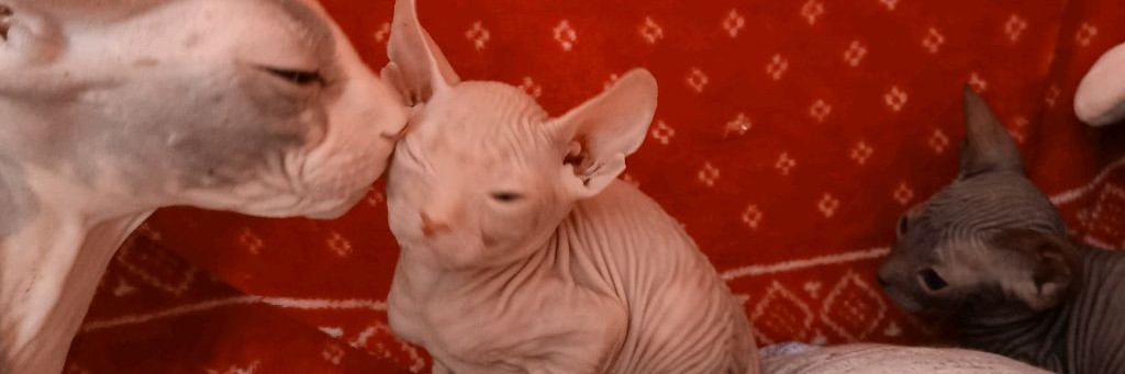 Мопсики18172котики